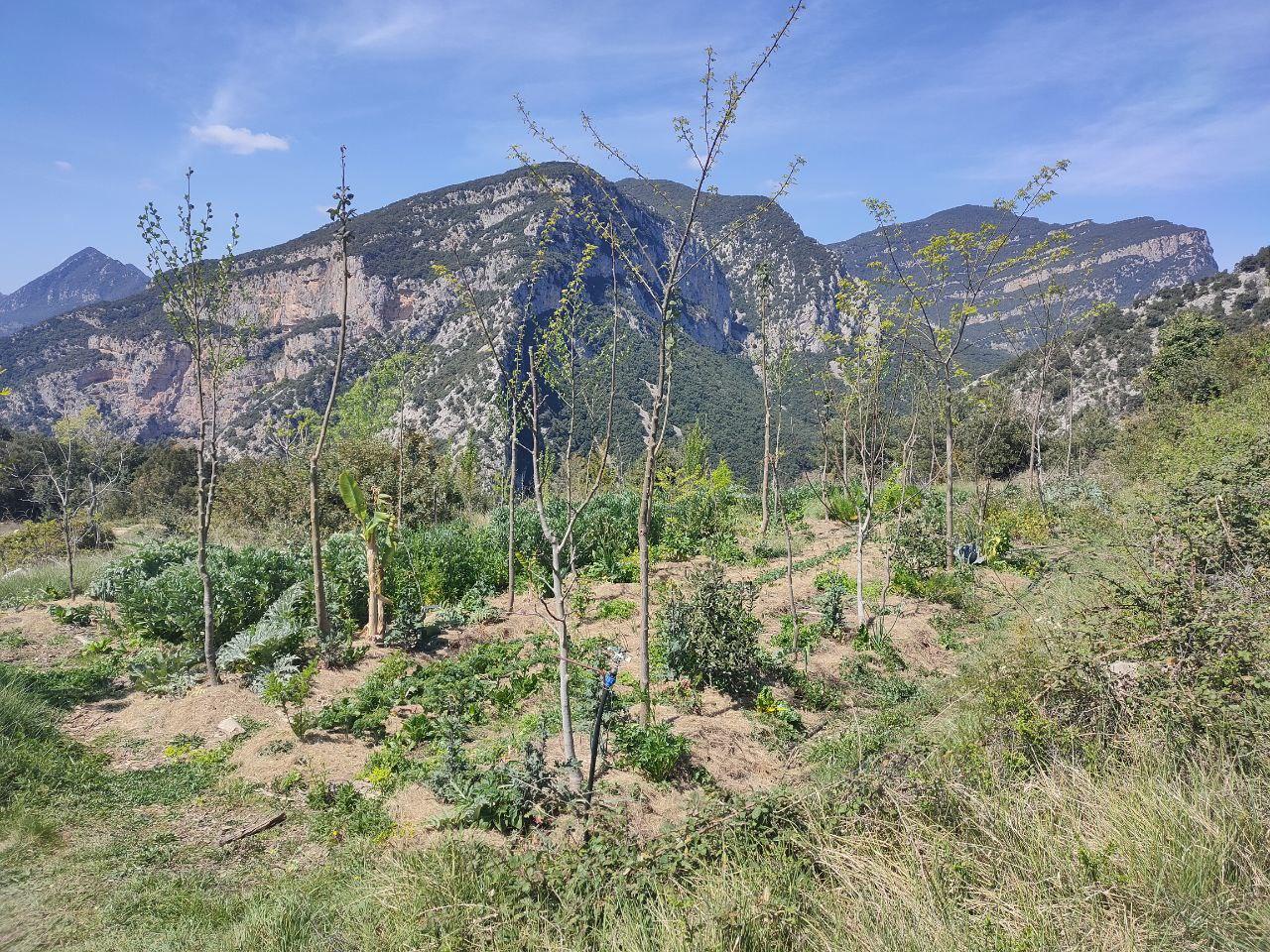 Agroforestry – Exploring Alternatives