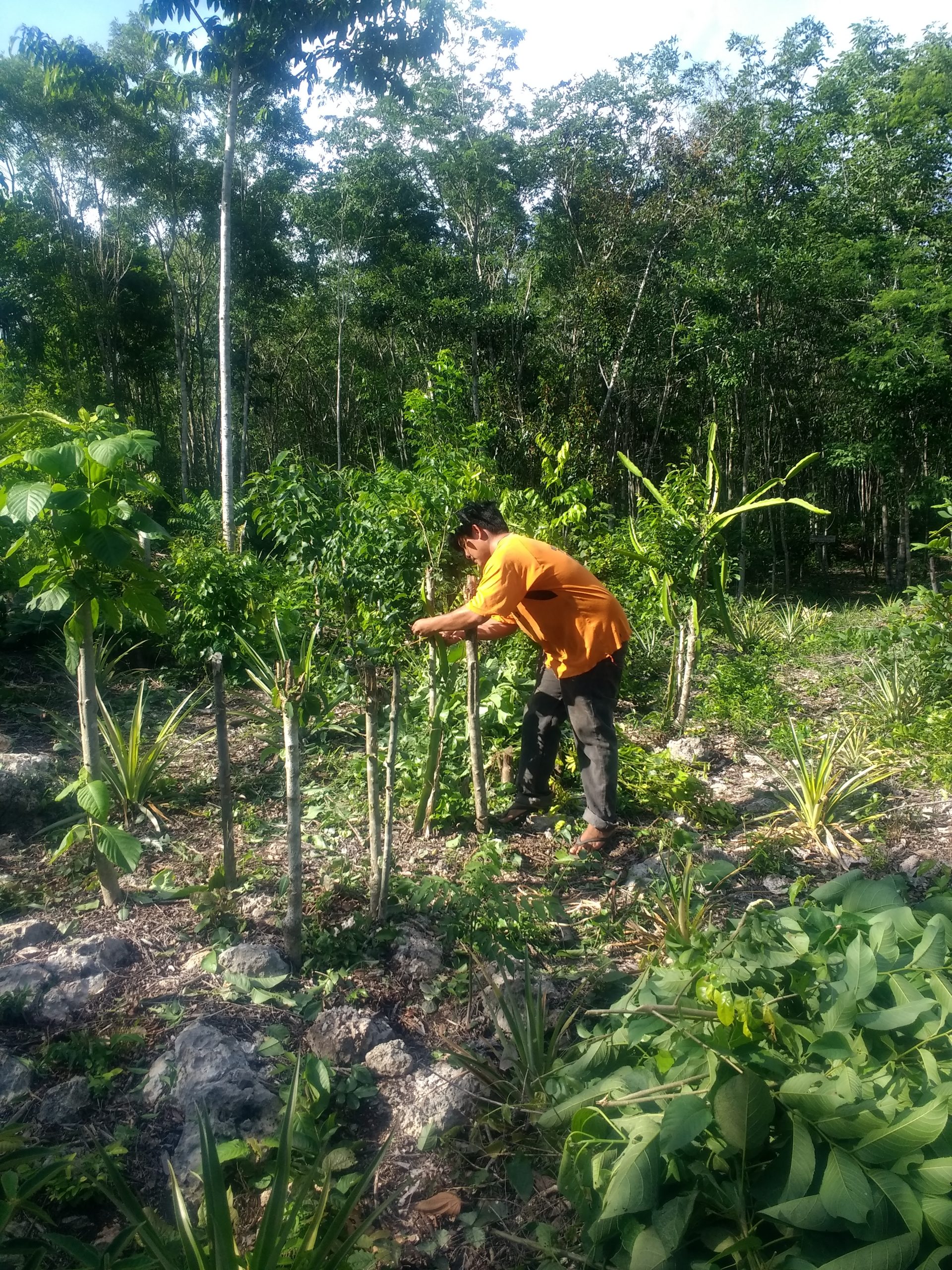 Mayan Agriculture – Exploring Alternatives