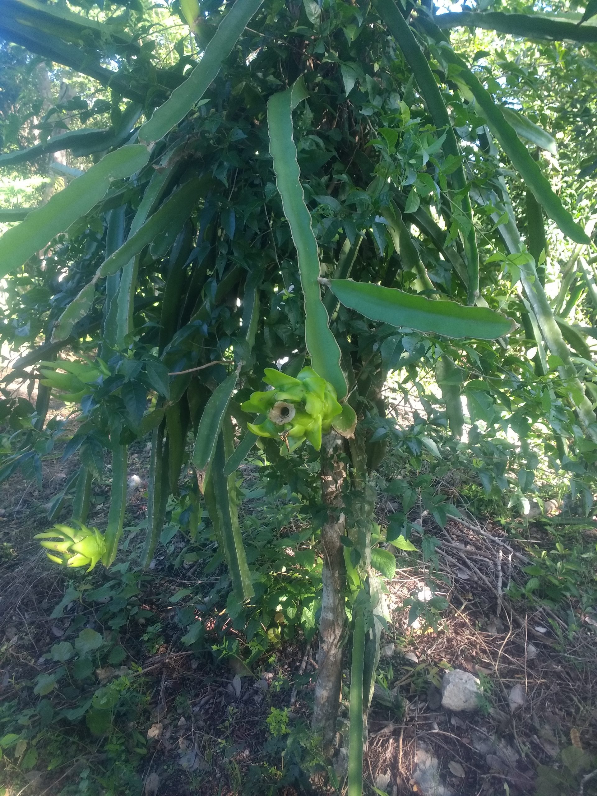 Mayan Agriculture – Exploring Alternatives